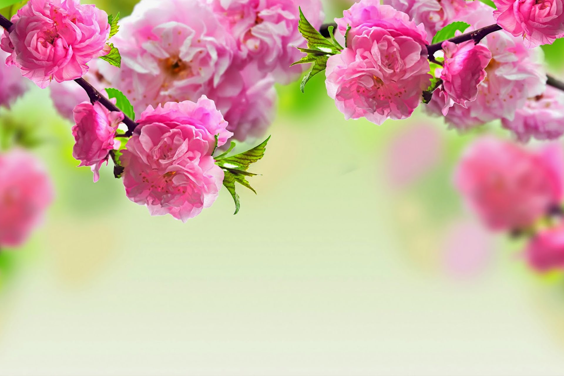 ورود به سامانه یکپارچه PMLM